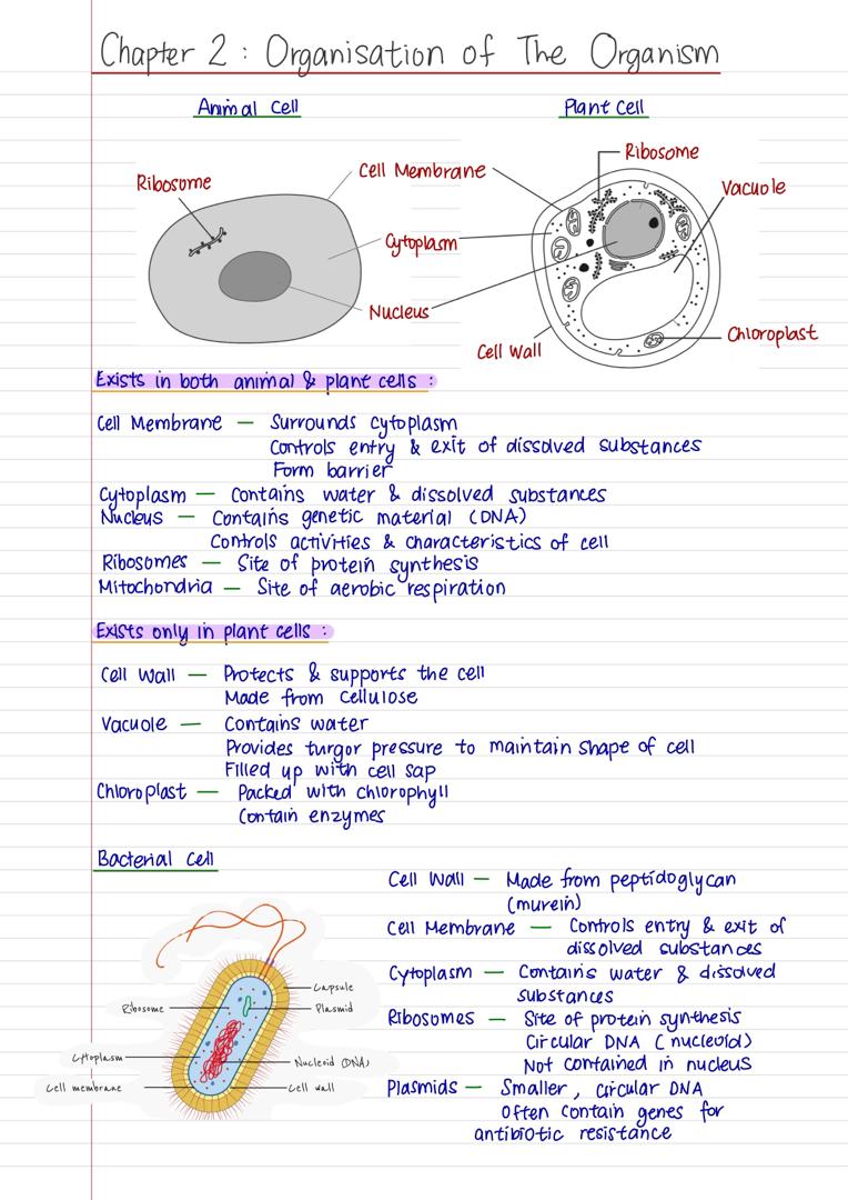 Comprehensive Revision Guide – Cambridge IGCSE Biology 0970 & 0610 ... Comprehensive Revision Guide – Cambridge IGCSE Biology 0970 & 0610 ...