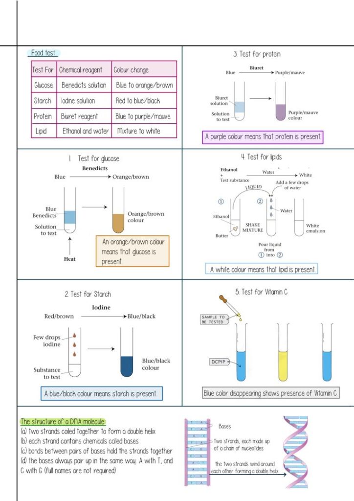 Comprehensive Revision Guide – Cambridge IGCSE Biology 0970 & 0610 ... Comprehensive Revision Guide – Cambridge IGCSE Biology 0970 & 0610 ...