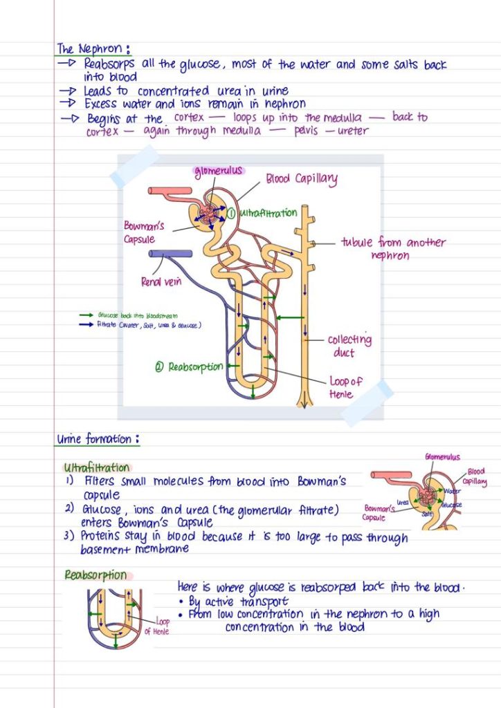 Comprehensive Revision Guide – Cambridge IGCSE Biology 0970 & 0610 ...