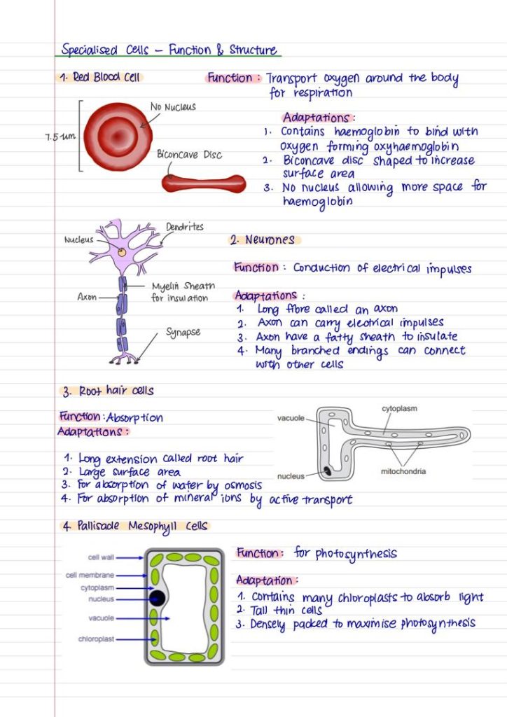 Comprehensive Revision Guide – Cambridge IGCSE Biology 0970 & 0610 ... Comprehensive Revision Guide – Cambridge IGCSE Biology 0970 & 0610 ...